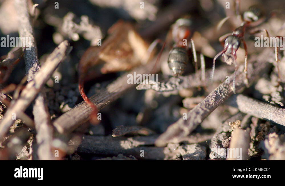 Colony insects Stock Videos & Footage - HD and 4K Video Clips - Alamy
