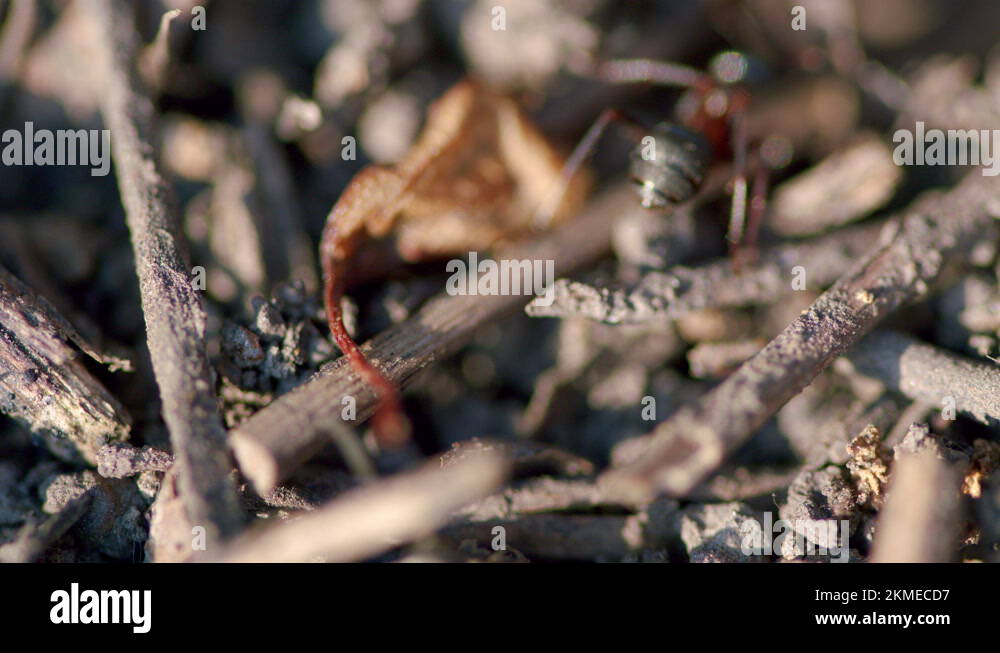 Colonial insects Stock Videos & Footage - HD and 4K Video Clips - Alamy