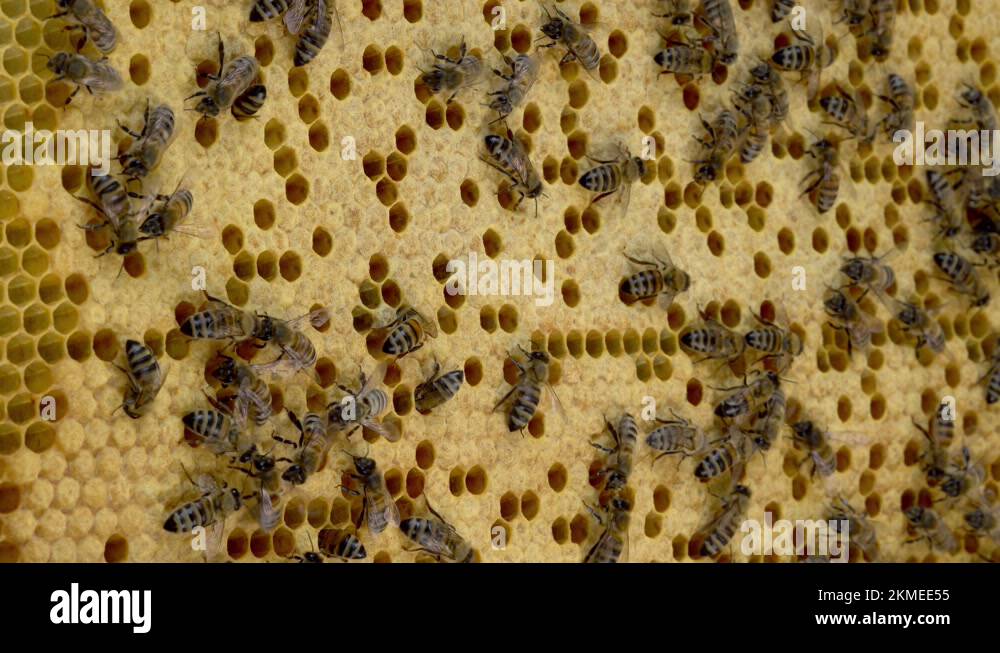 Brood frame eggs larvae sealed Stock Videos & Footage - HD and 4K Video ...