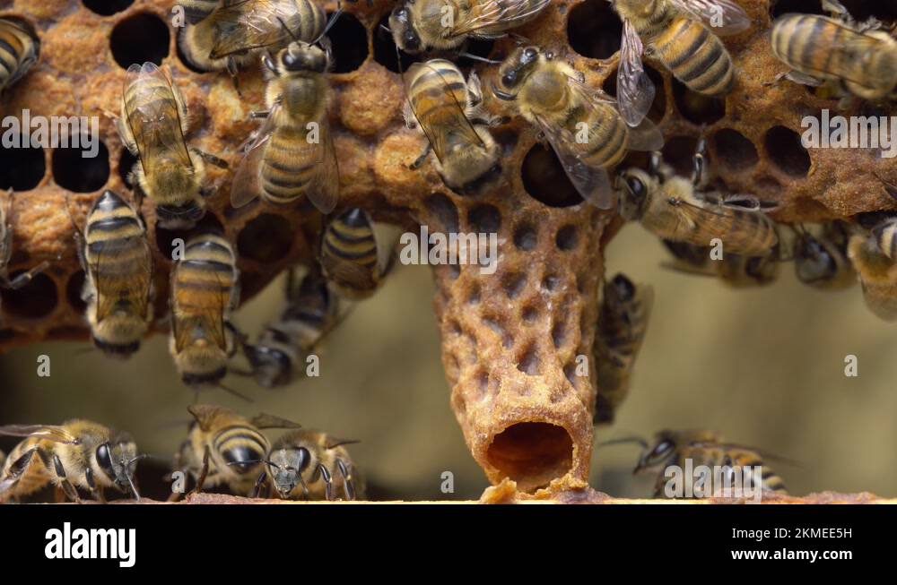 Queen cell Stock Videos & Footage - HD and 4K Video Clips - Alamy