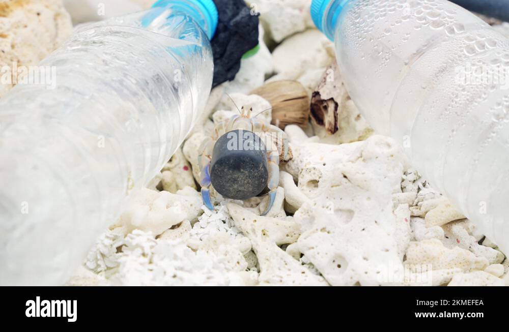 Hermit crab carrying a plastic bottle cap. Concept of the problem of ...