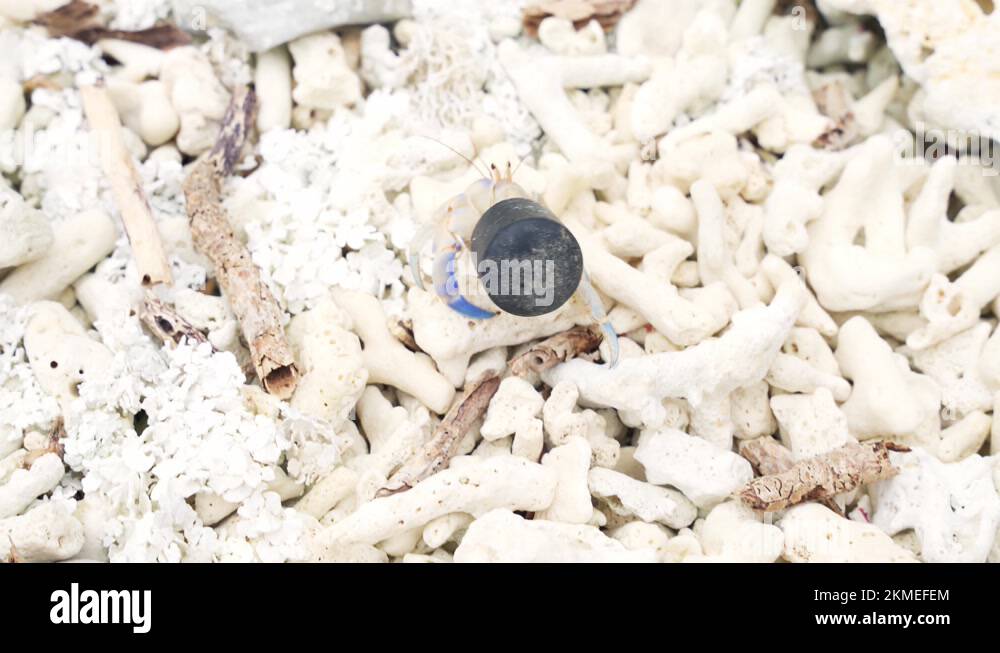 Hermit crab carrying a plastic bottle cap. Concept of the problem of ...