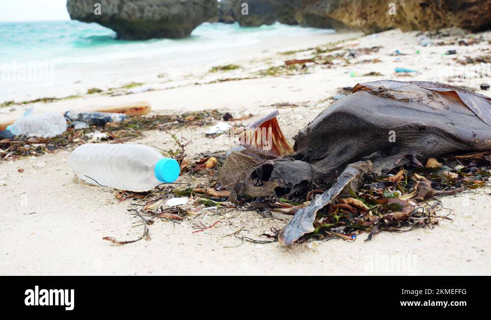 Dead sea turtle on the beach. Concept of the problem of ocean pollution ...