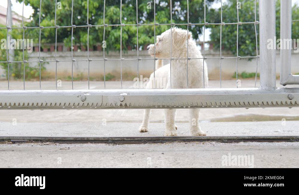Escaped dog Stock Videos & Footage - HD and 4K Video Clips - Alamy