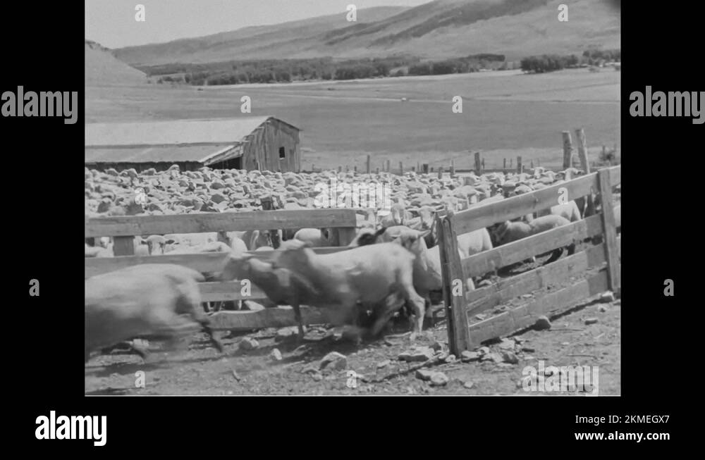 1940s: Flock of sheep running out of pen. Men loading pack onto horse. Men Stock Video Footage ...