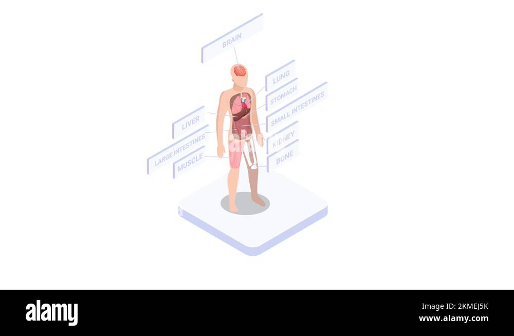 Human body anatomy organs Stock Videos & Footage - HD and 4K Video ...