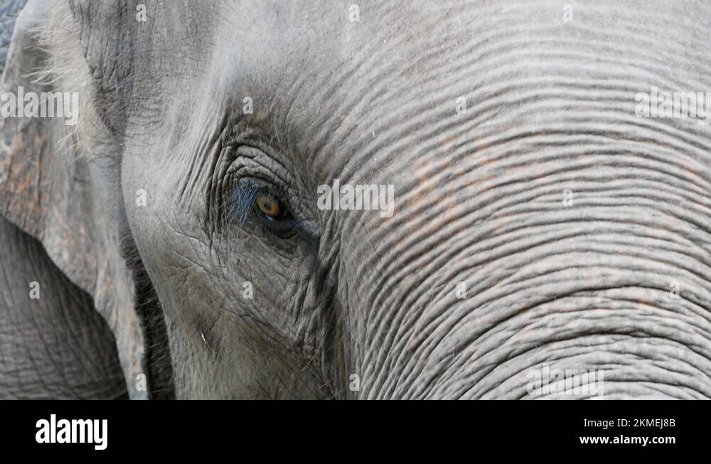 Eye of an elephant and wrinkled elephant skin in nature park Stock ...