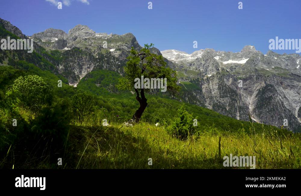 Alpine meadow trees Stock Videos & Footage - HD and 4K Video Clips - Alamy