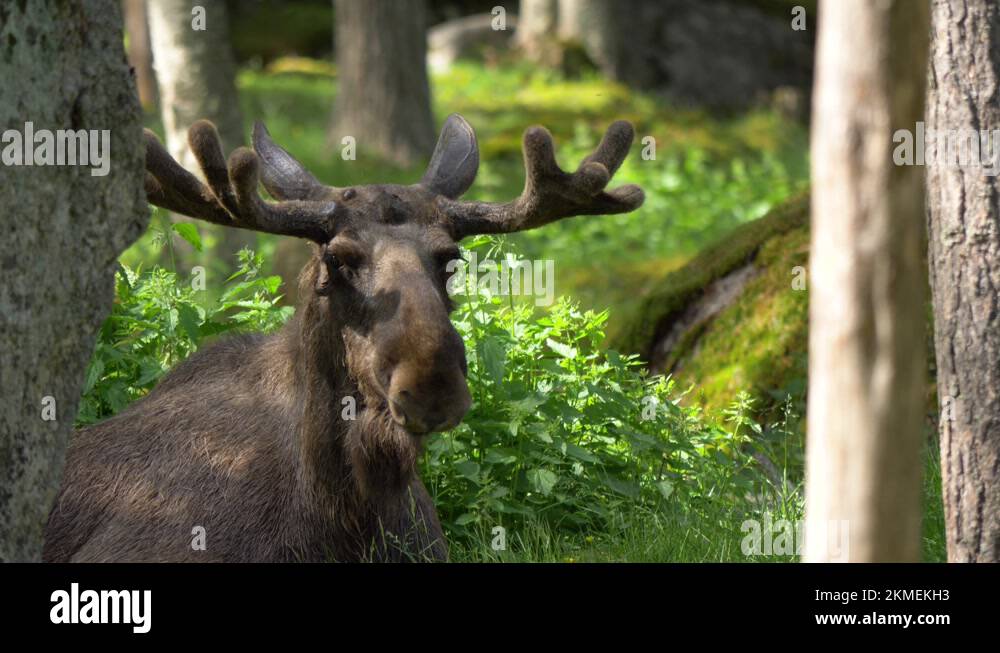 Tired bull Stock Videos & Footage - HD and 4K Video Clips - Alamy