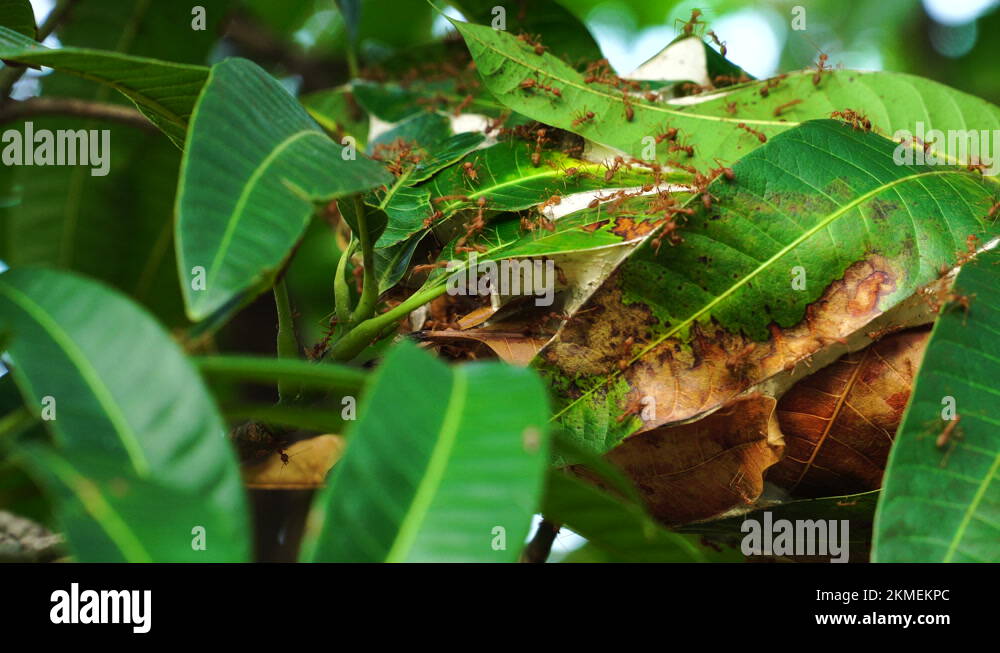 ant house in mango tree leaves. red army ants make their nest on top of ...