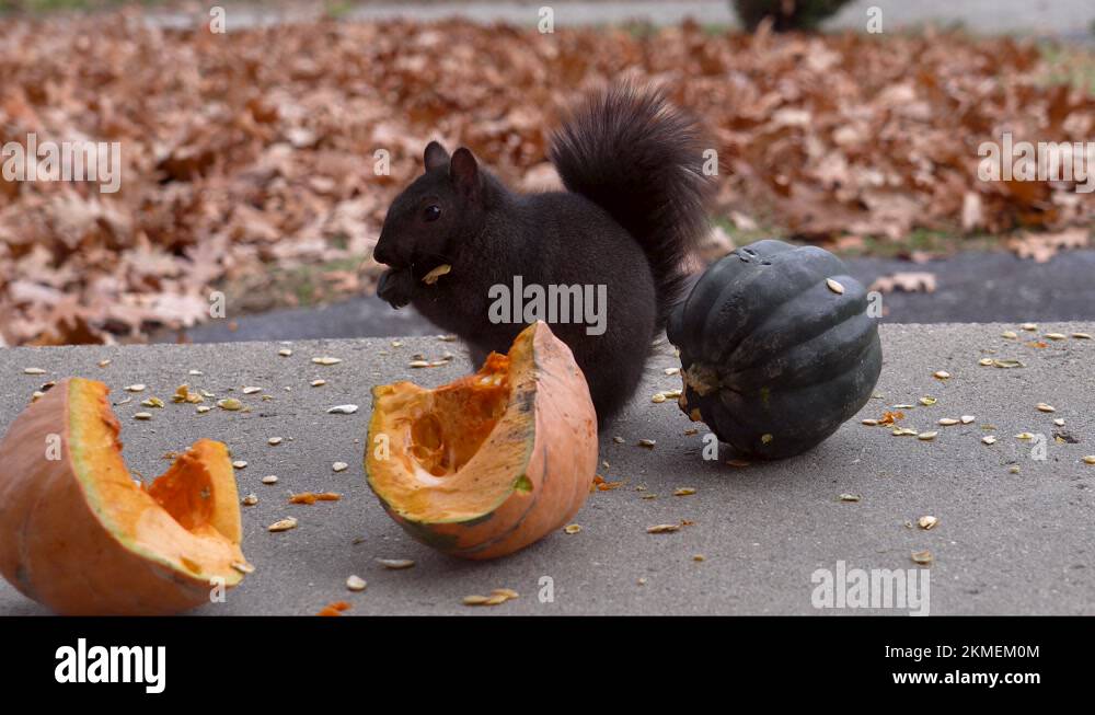 Nut squash Stock Videos & Footage - HD and 4K Video Clips - Alamy