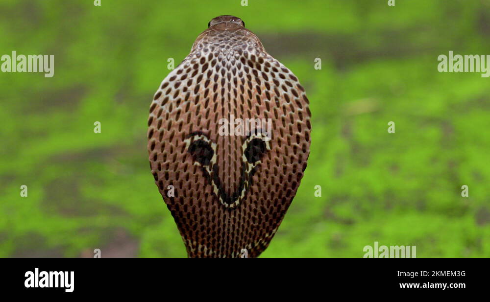 Cobra hood Stock Videos & Footage - HD and 4K Video Clips - Alamy