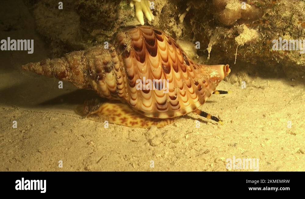 Red triton Stock Videos & Footage - HD and 4K Video Clips - Alamy