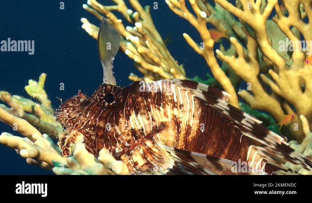 Red Sea Lionfish (Pterois miles) resting on fire coral in The Red Sea ...