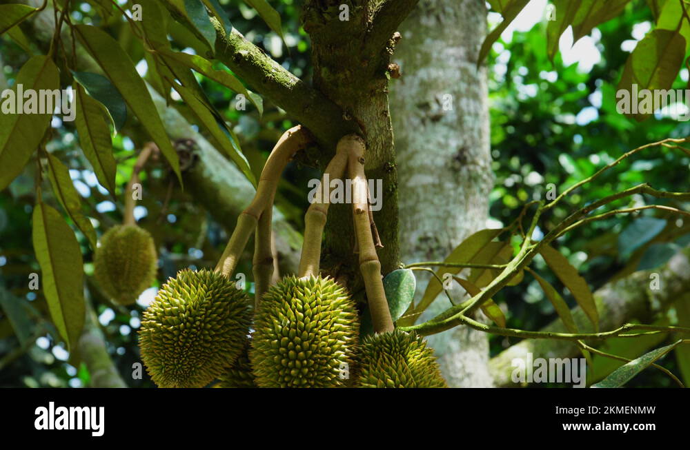 Fruit hanging off tree Stock Videos & Footage - HD and 4K Video Clips ...