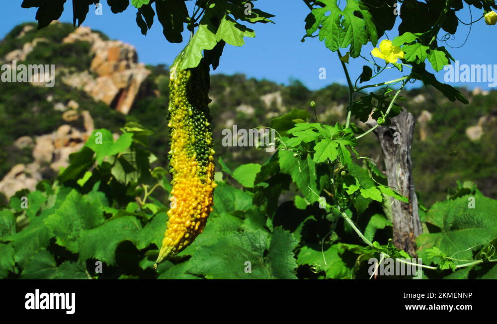 Gourd gourd tree Stock Videos & Footage - HD and 4K Video Clips - Alamy