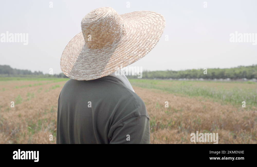 Chinese farmer working in wheat field,4K Stock Video Footage - Alamy
