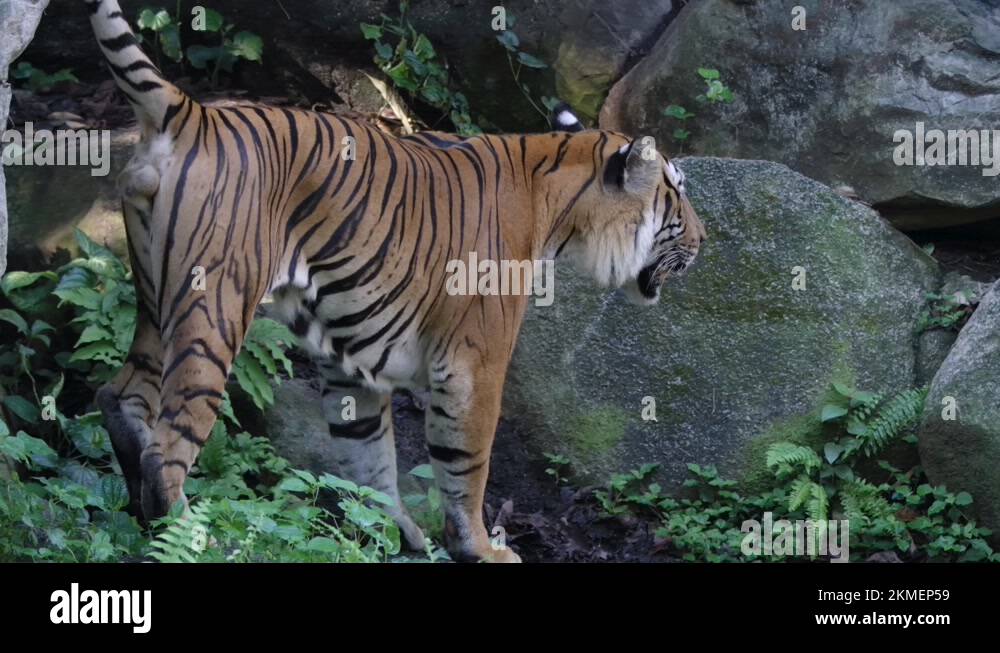 Malayan tiger forest Stock Videos & Footage - HD and 4K Video Clips - Alamy