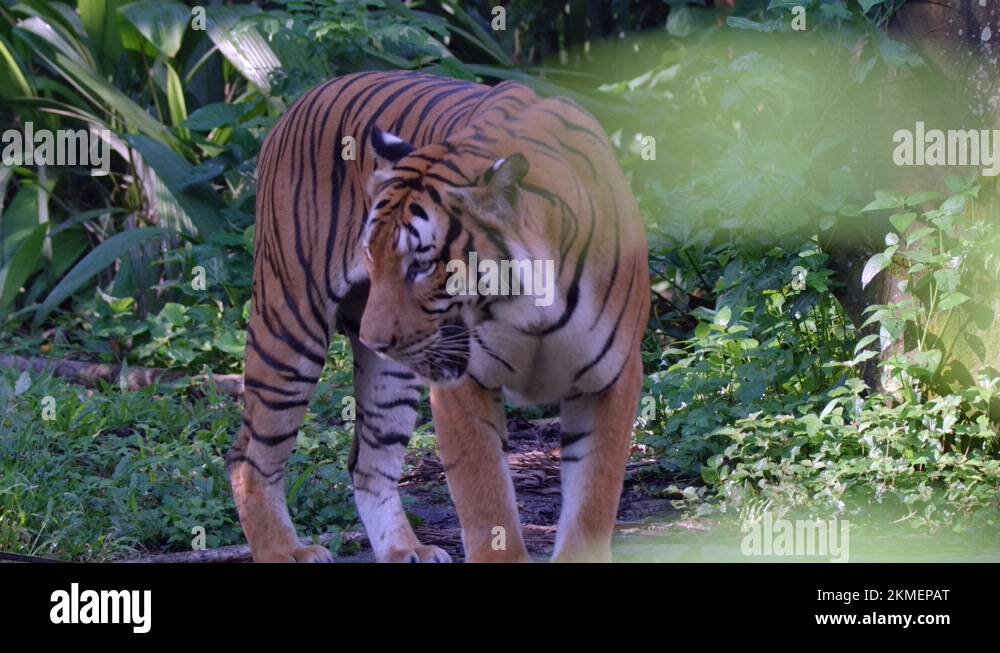 Malayan forest Stock Videos & Footage - HD and 4K Video Clips - Alamy
