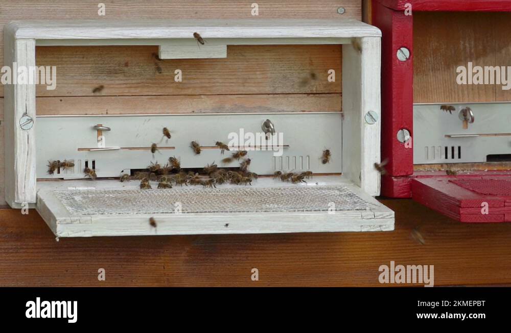 Several wild honey bees flying into wooden bee house after pollination ...