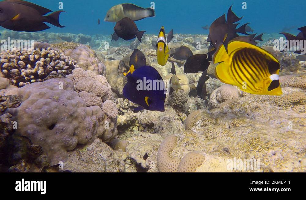 A school of fish of different species feeds on a coral reef in shallow ...