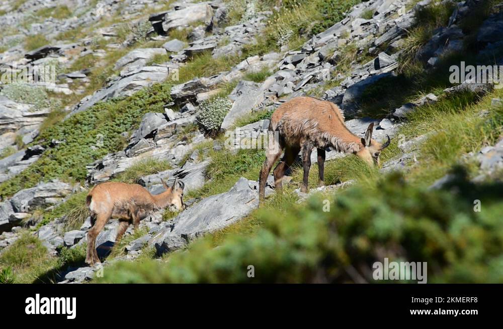 Animal on a slope Stock Videos & Footage - HD and 4K Video Clips - Alamy