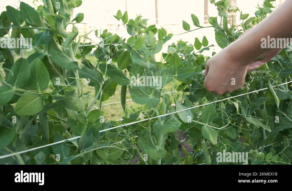 Pea pods in woman Stock Videos & Footage - HD and 4K Video Clips - Alamy