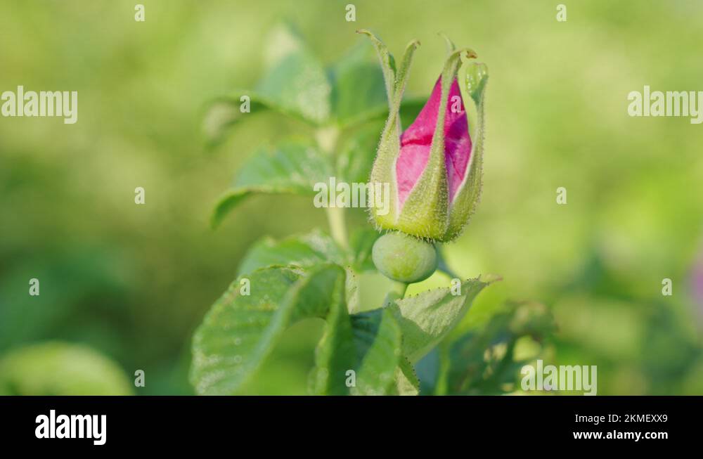 Closed rose bud Stock Videos & Footage - HD and 4K Video Clips - Alamy