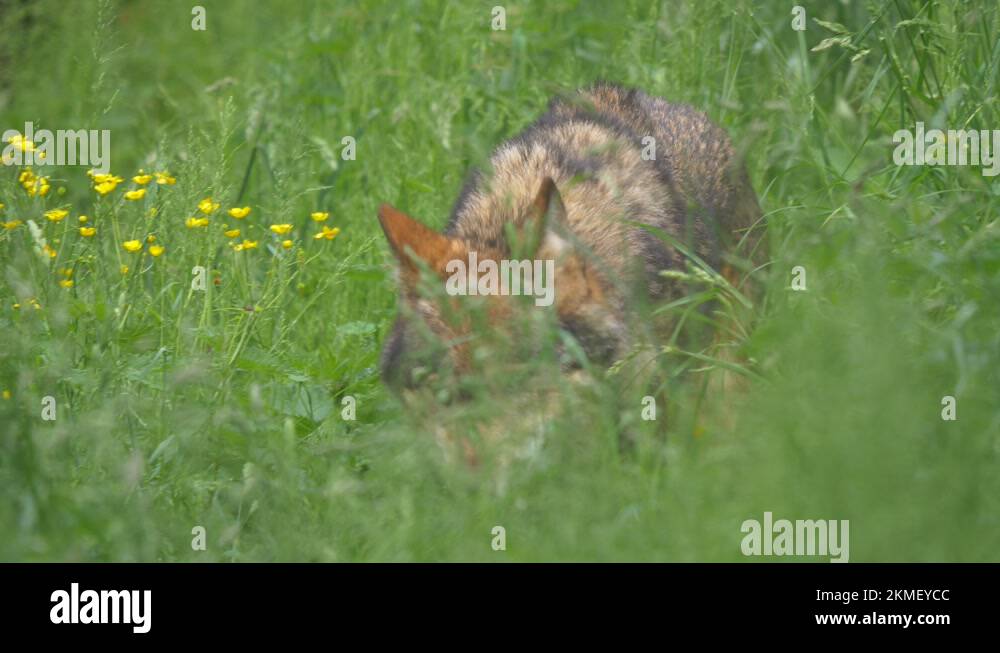 Gray wolf grass hunting Stock Videos & Footage - HD and 4K Video Clips ...