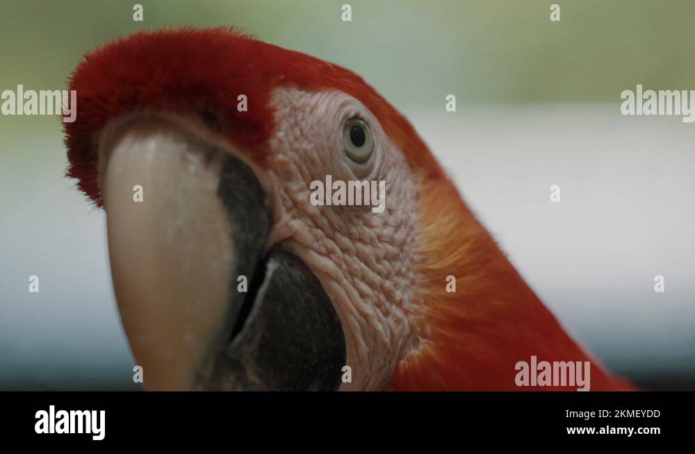 Close Up Head Shot Of A Scarlet Macaw Showing Its Face In Detail With ...