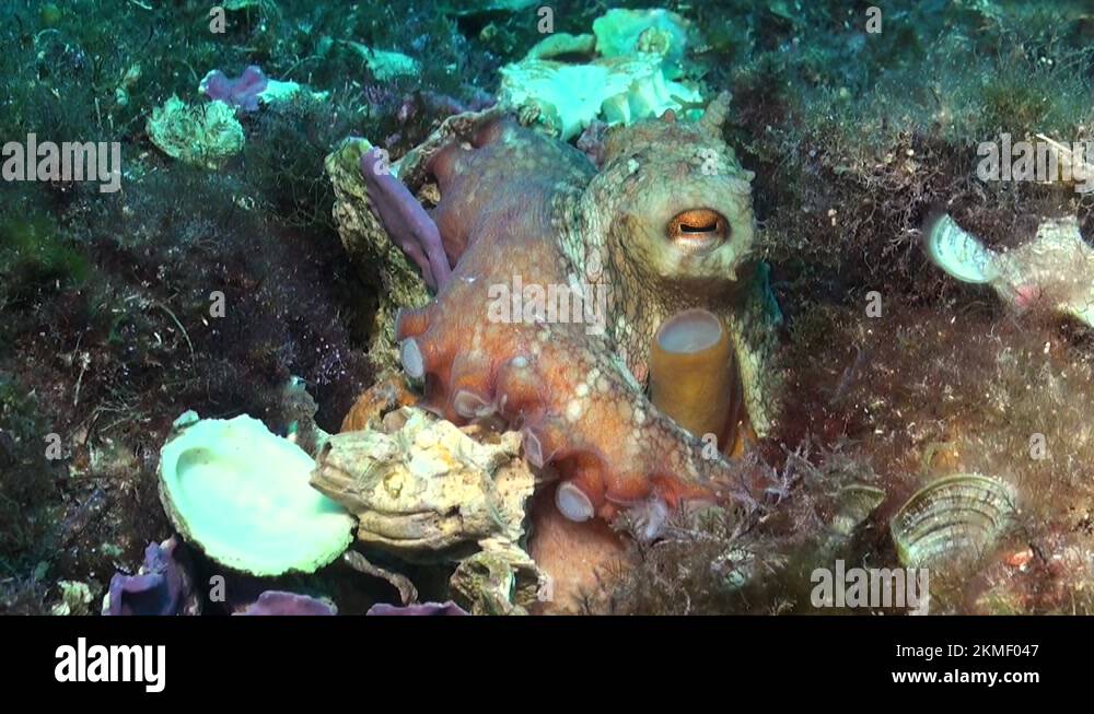 Empty shells Stock Videos & Footage - HD and 4K Video Clips - Alamy