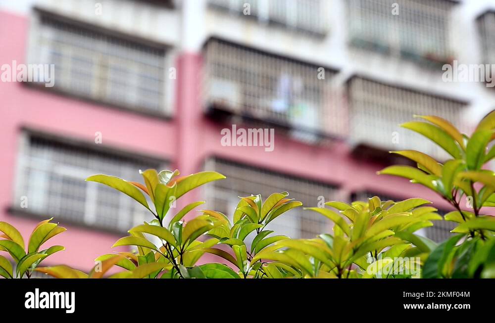 Green bush in front of building Stock Videos & Footage - HD and 4K ...