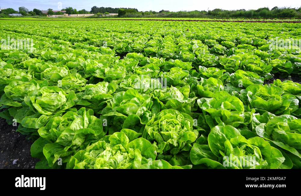 Chinese cabbage field Stock Videos & Footage - HD and 4K Video Clips ...