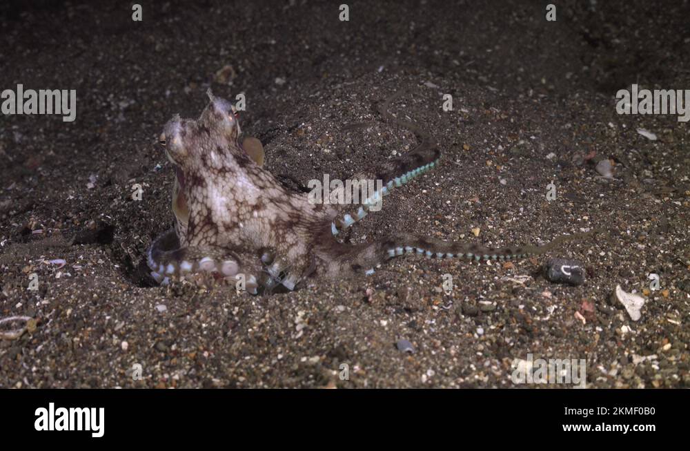 Coconut Octopus (Amphioctopus marginatus) stretching it's limbs and ...