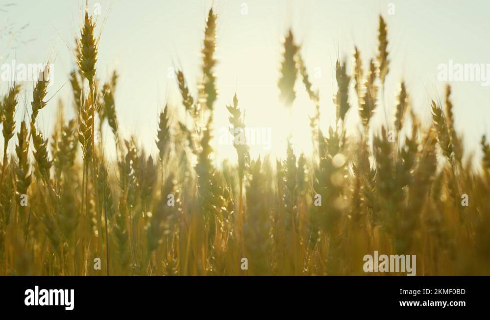 Isolated field background Stock Videos & Footage - HD and 4K Video ...