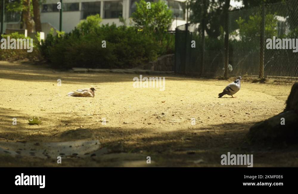 Just park Stock Videos & Footage - HD and 4K Video Clips - Alamy