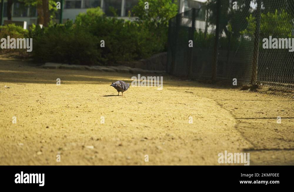 Pecking the ground Stock Videos & Footage - HD and 4K Video Clips - Alamy