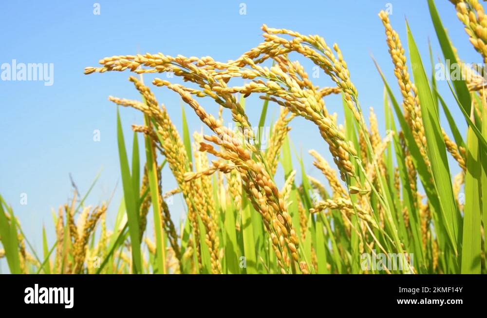 Oryza sativa Stock Videos & Footage - HD and 4K Video Clips - Alamy