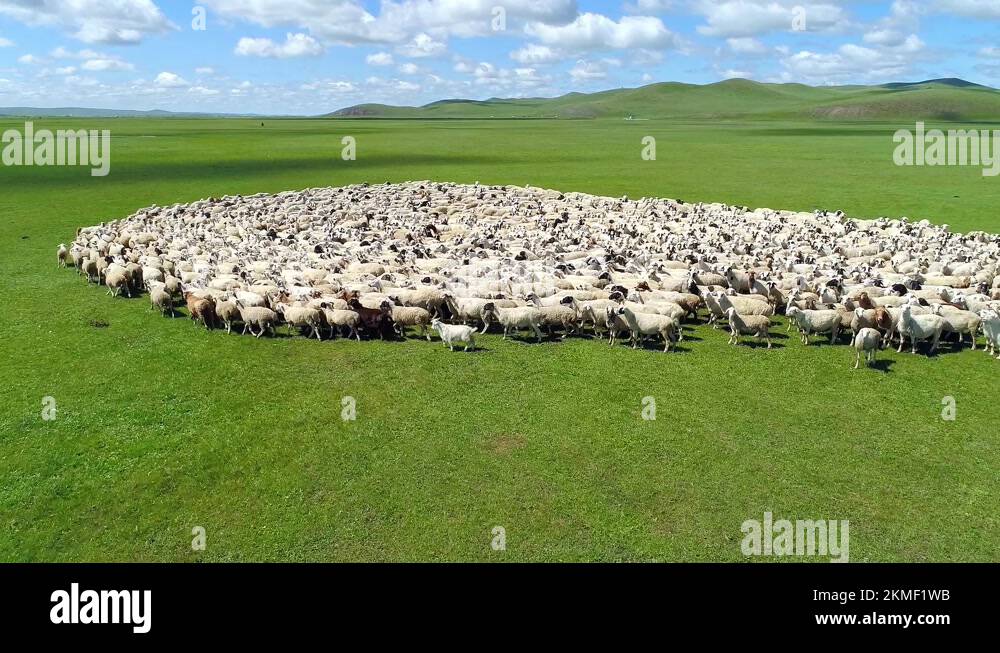 A herd of sheep running in a regular circle on the grassland of Inner ...