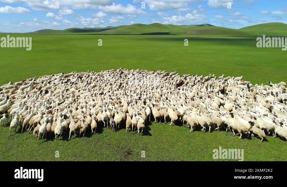 Rotating sheep Stock Videos & Footage - HD and 4K Video Clips - Alamy