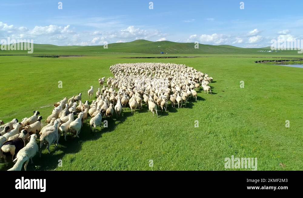 Mongolia grassland flock of sheep Stock Videos & Footage - HD and 4K Video Clips - Alamy