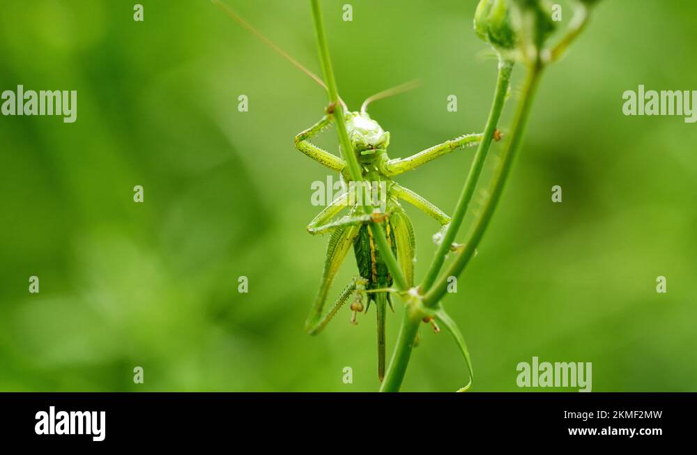 Crawling locust Stock Videos & Footage - HD and 4K Video Clips - Alamy
