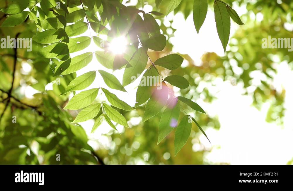 Sunlight through leaves and branches Stock Videos & Footage - HD and 4K ...