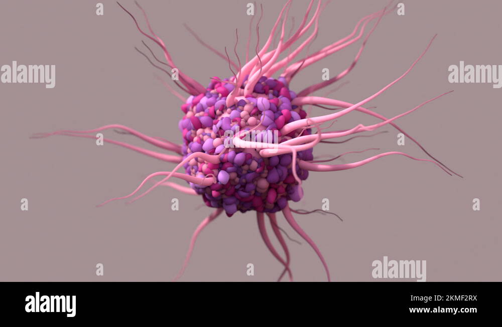 Dendritic Cells, responsible cells protection of the body, important ...