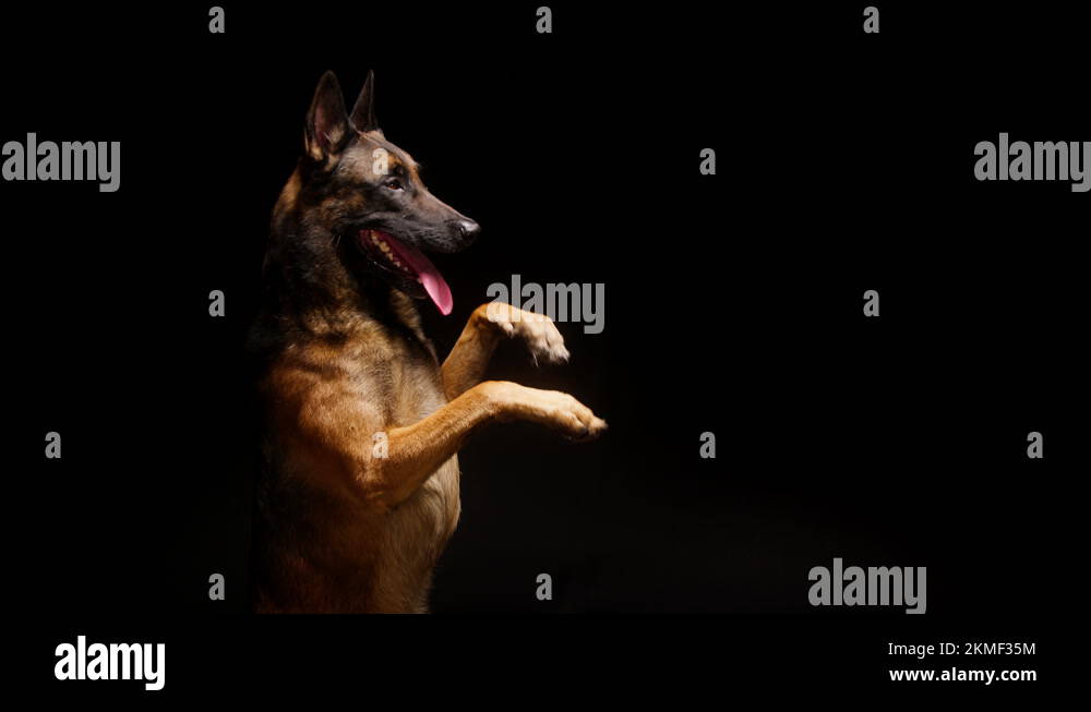 Standing malinois Stock Videos & Footage - HD and 4K Video Clips - Alamy