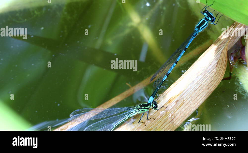 Azure damselfly larvae Stock Videos & Footage - HD and 4K Video Clips ...