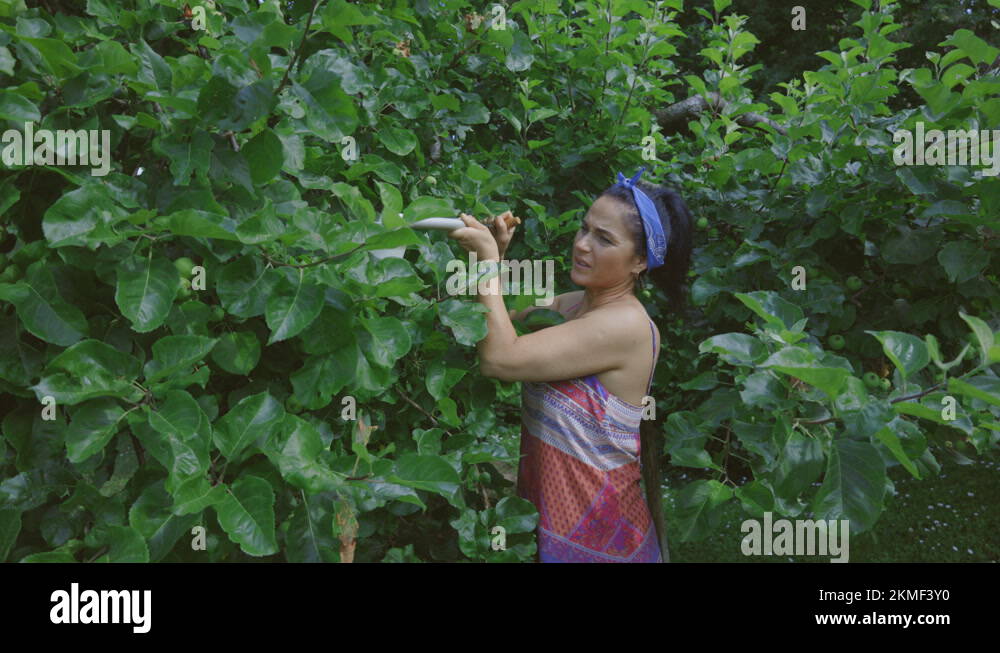 Gardener Sprinkles Apple Tree From Pests And Diseases Stock Video