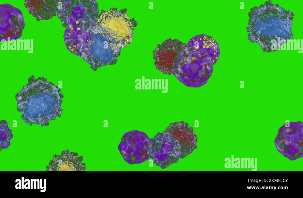 White blood cells flow, Basophils, Eosinophils, Lymphocyte, Monocyte ...