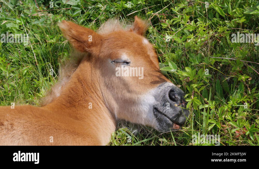 Horse foal face Stock Videos & Footage - HD and 4K Video Clips - Alamy