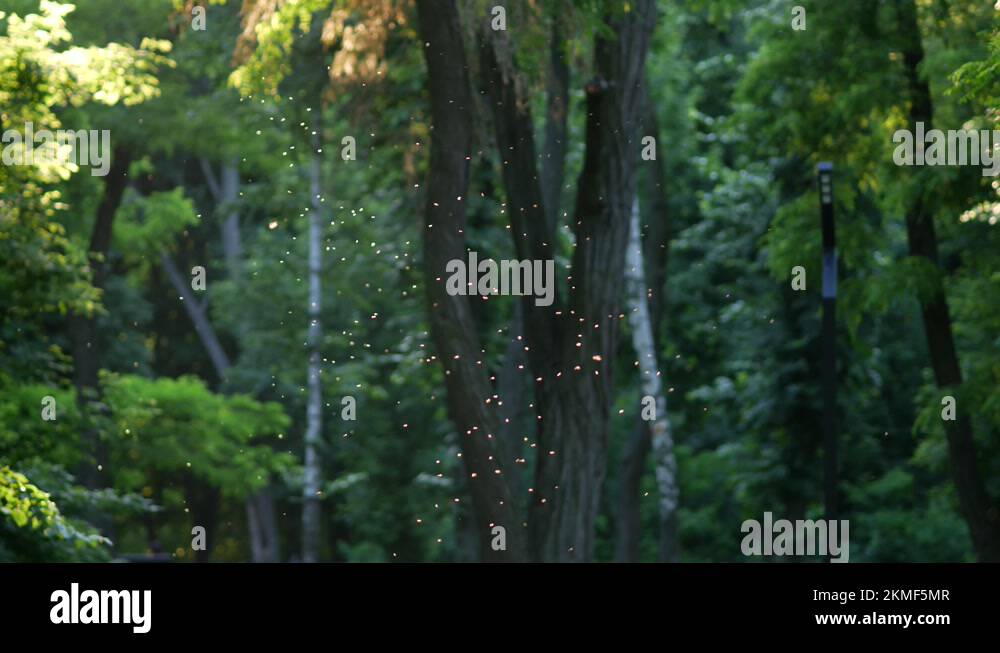 Cloud of midges is illuminated by sun rays in city park. Flock of ...
